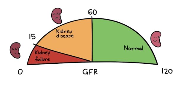 Can My GFR Get Better | Dr. Kavitha Gone Explains