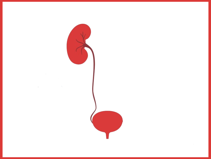 I Have a Single Kidney - Is It Harmful?